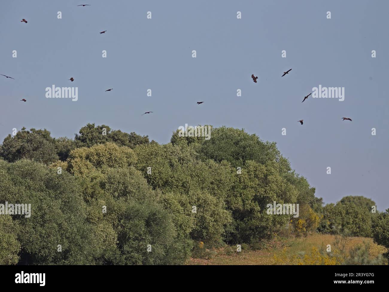 Milvus migrans bird of prey hi-res stock photography and images - Alamy