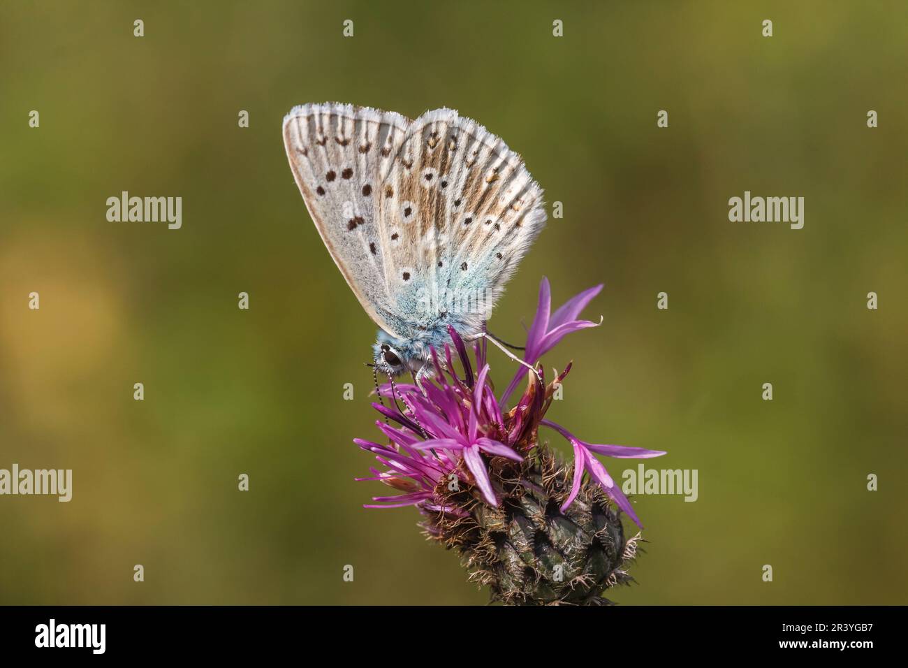 Lysandra coridon, syn. Polyommatus coridon (male), known as Chalkhill ...