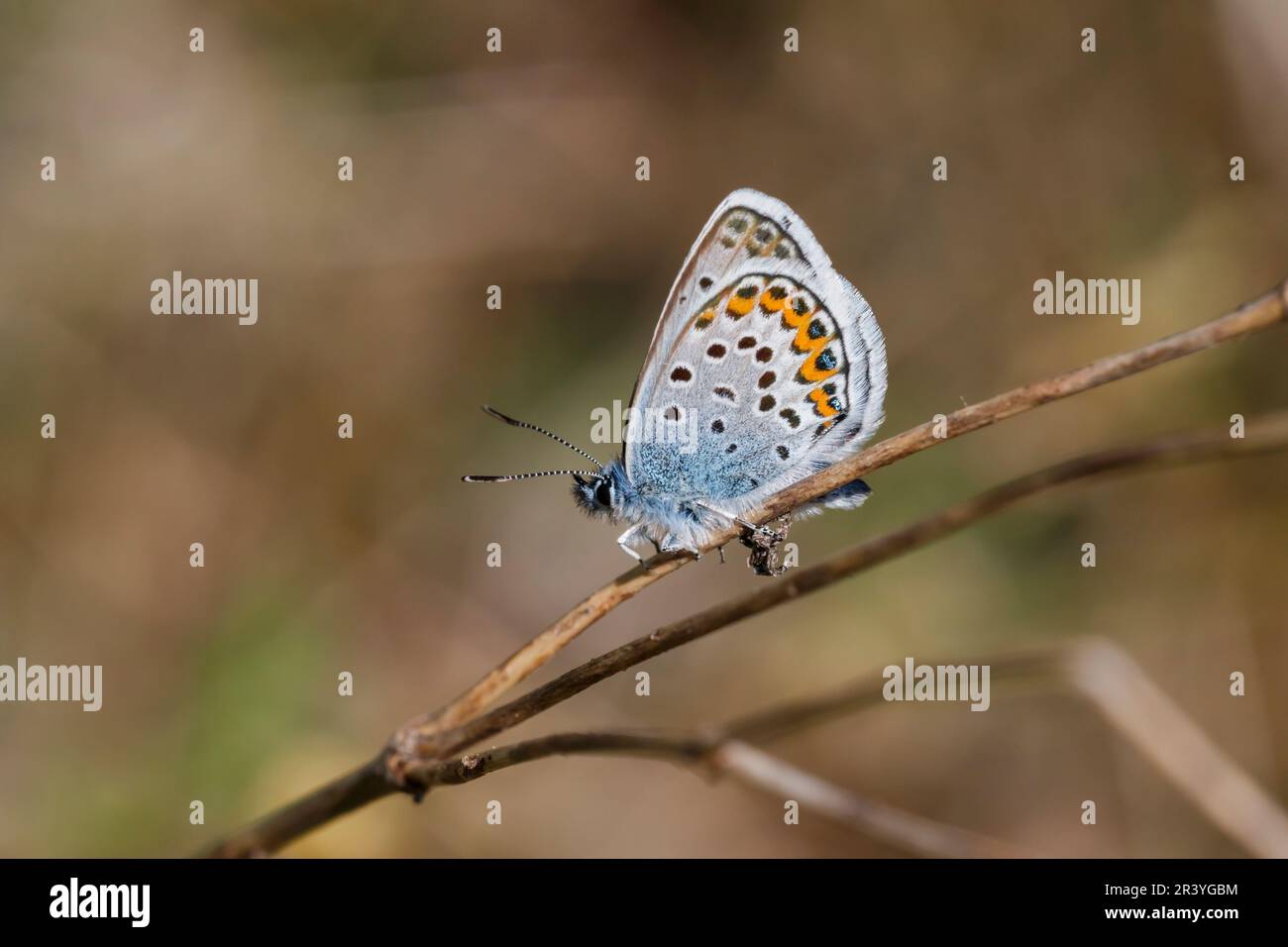 Plebejus argus, known as Silver-studded blue (male butterfly from ...