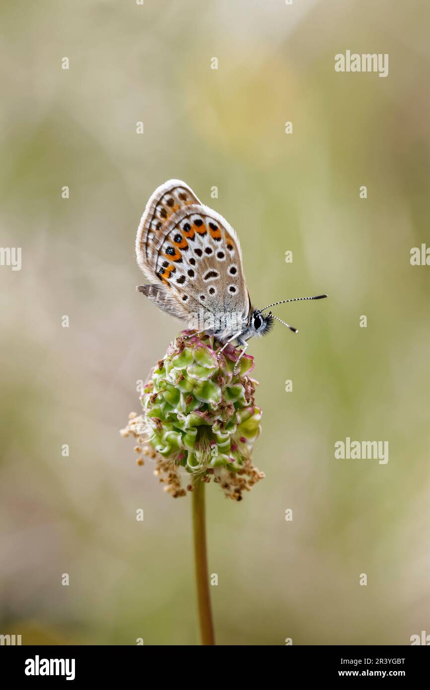 Plebejus argus (female) Silver-studded blue butterfly from Germany ...