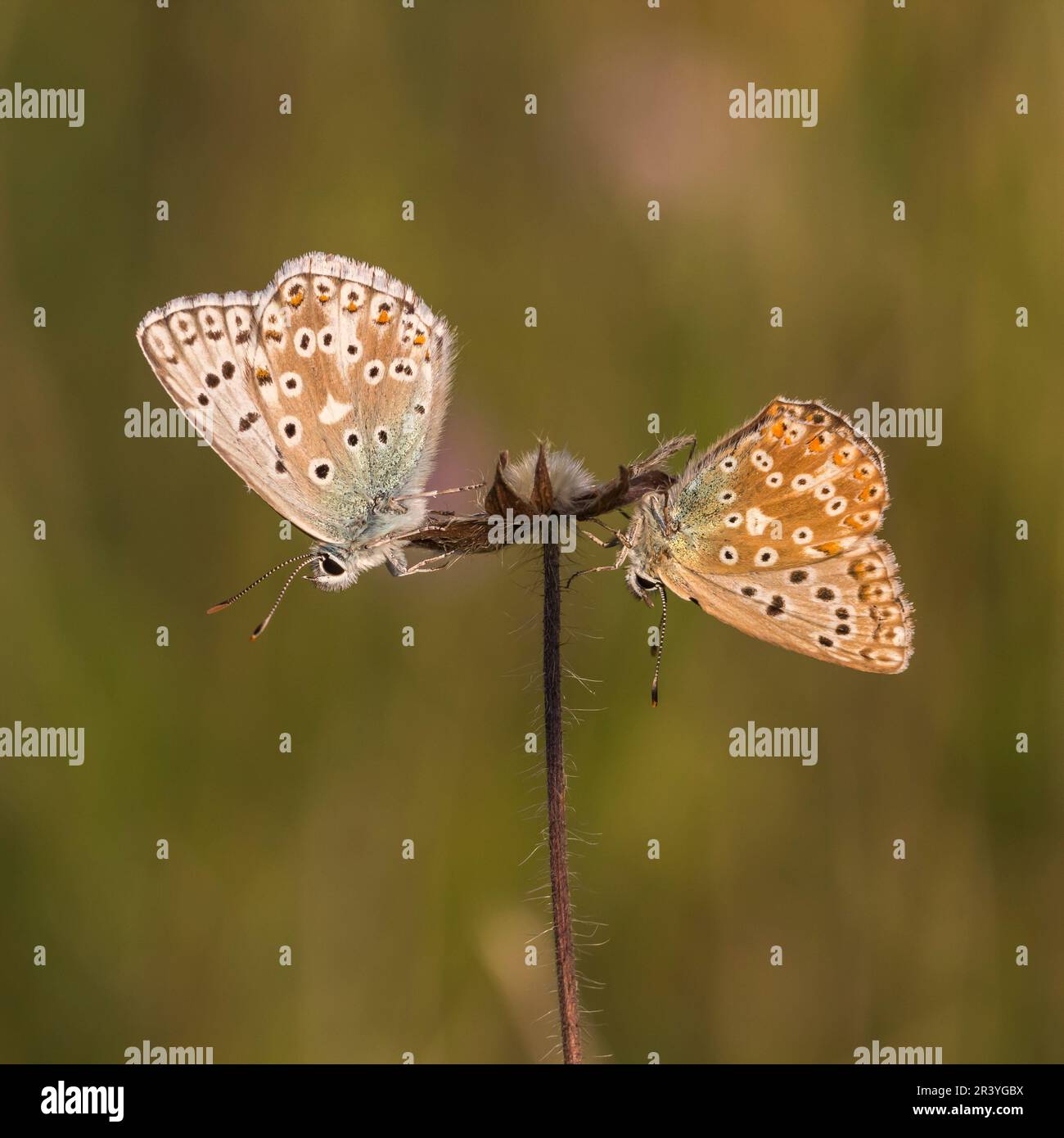 Lysandra coridon, Polyommatus coridon, known as Chalkhill blue ...