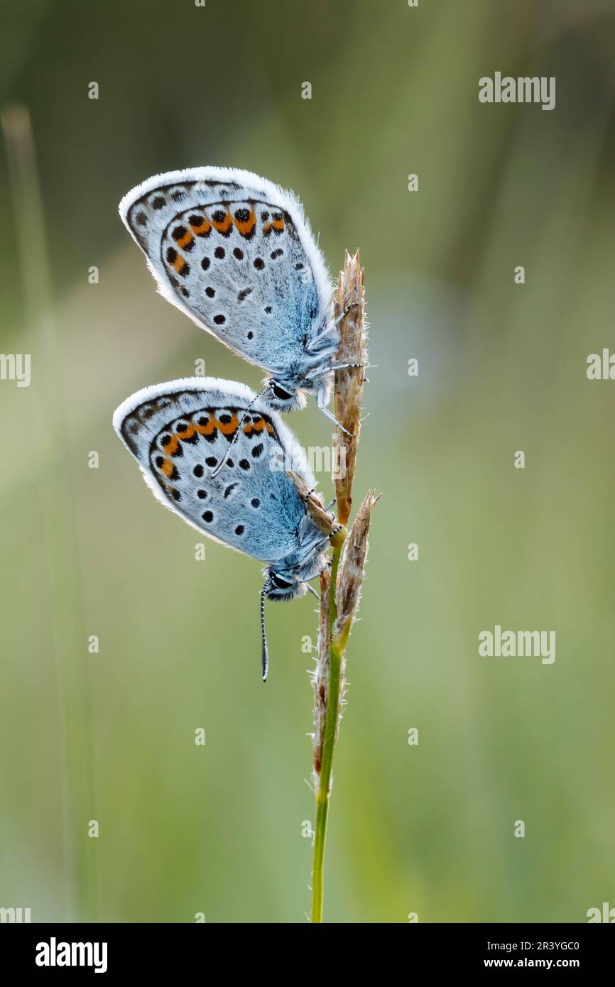 Plebejus argus, known as Silver-studded blue (male butterfly from ...