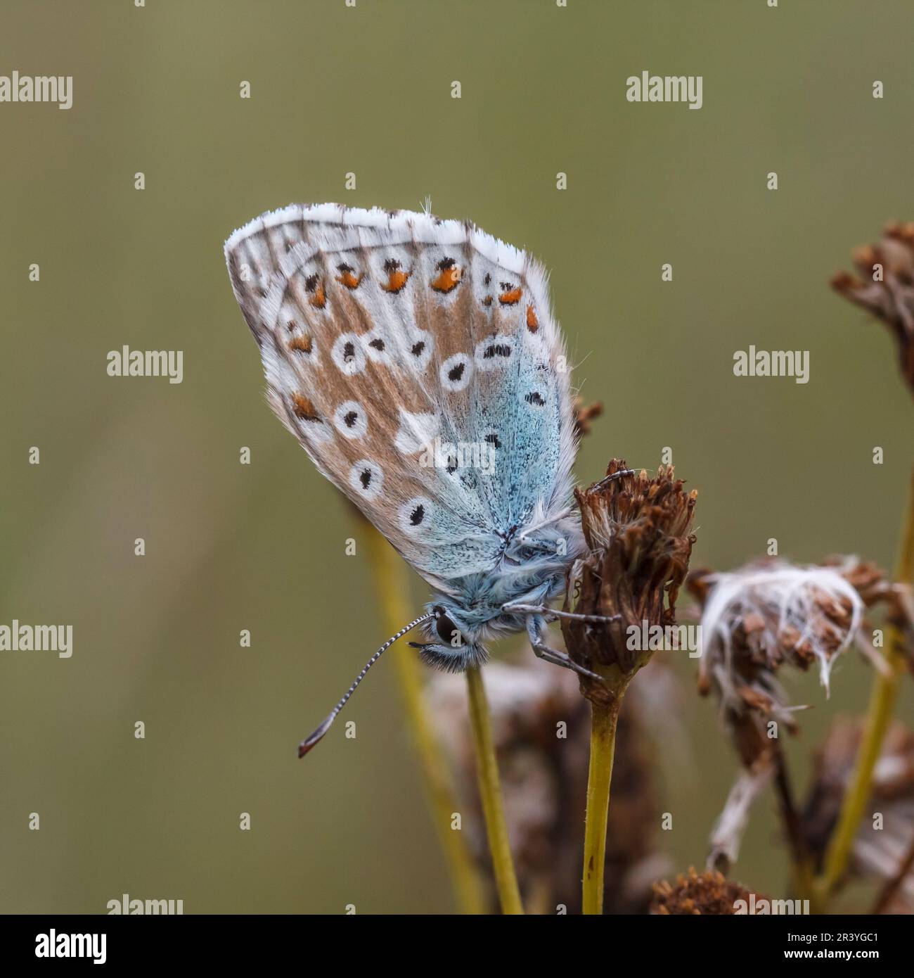 Lysandra coridon, syn. Polyommatus coridon (male), known as Chalkhill ...