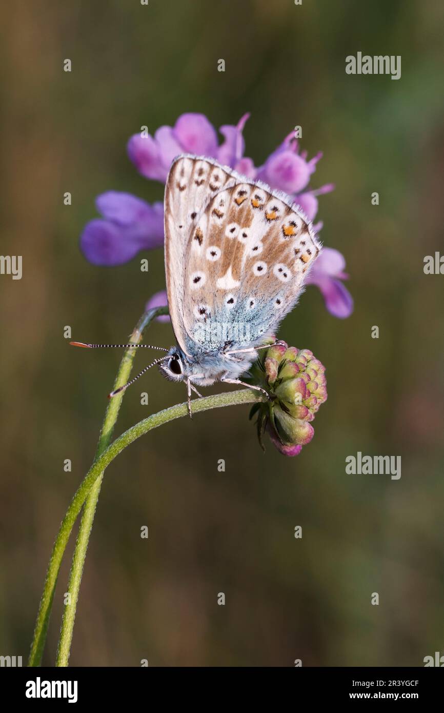 Lysandra coridon, syn. Polyommatus coridon (male), known as Chalkhill ...