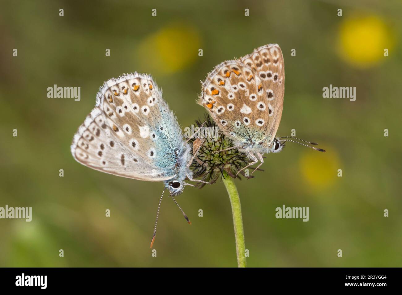 Lysandra coridon, Polyommatus coridon, known as Chalkhill blue ...