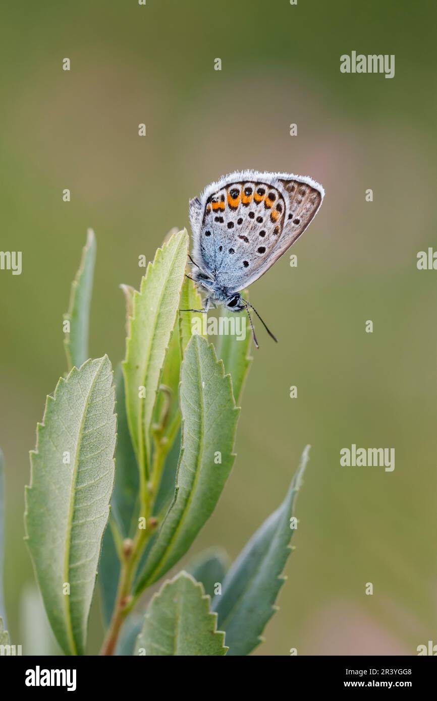 Plebejus argus, known as Silver-studded blue (male butterfly from ...