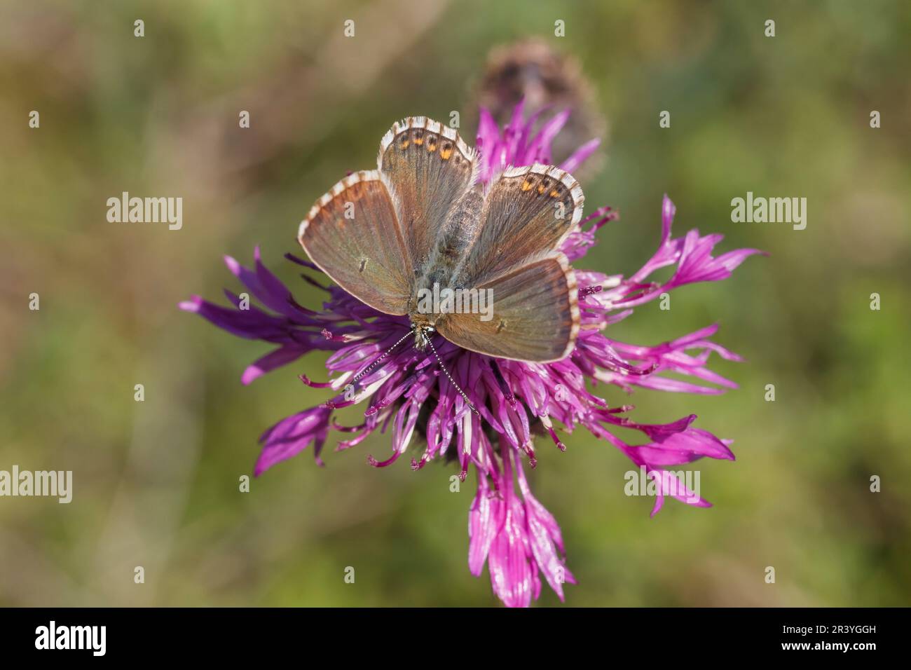Lysandra coridon, Polyommatus coridon, (female butterfly), known as ...