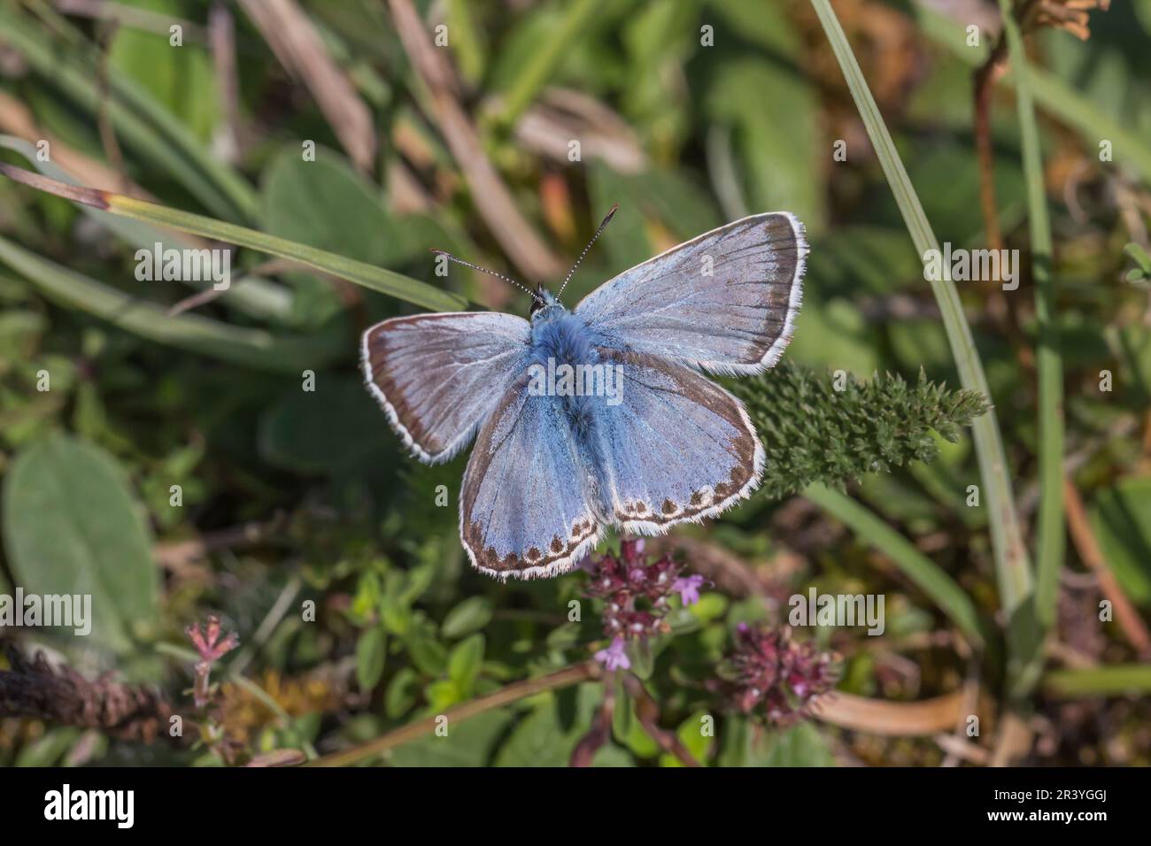 Lysandra coridon, syn. Polyommatus coridon (male), known as Chalkhill ...