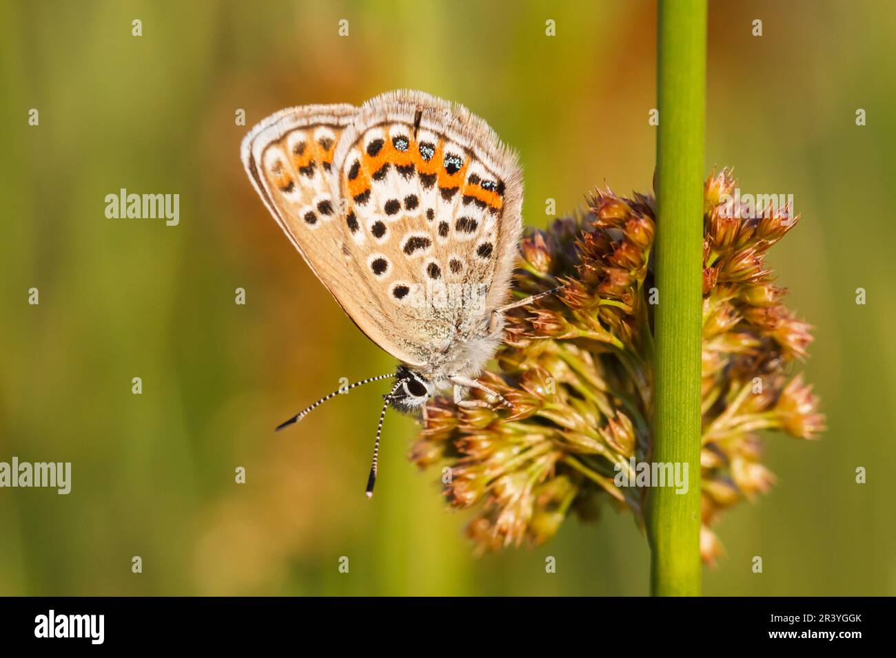 Plebejus argus (female) Silver-studded blue butterfly from Germany ...