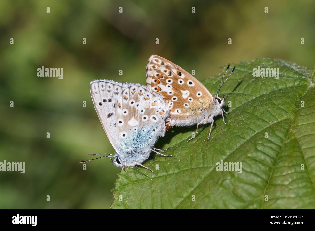 Lysandra coridon, Polyommatus coridon, known as Chalkhill blue ...