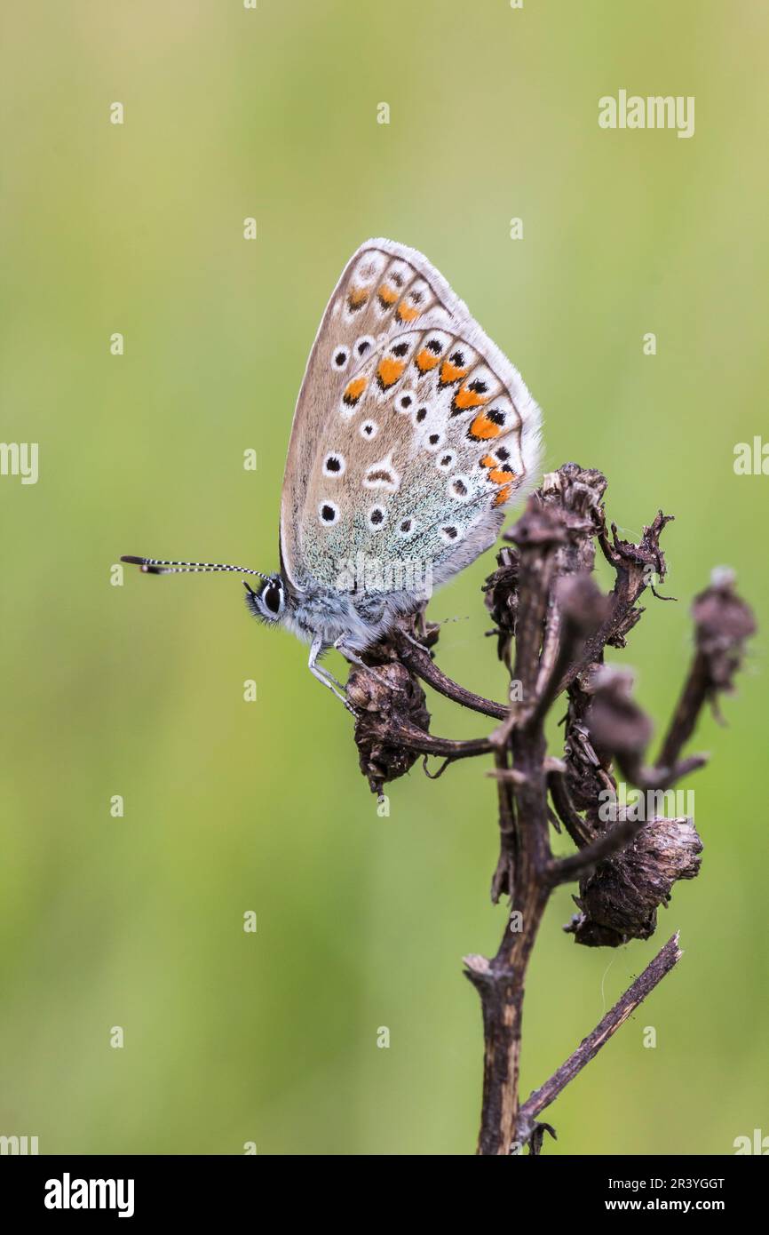 Polyommatus icarus, known as the Common blue butterfly, Common blue ...