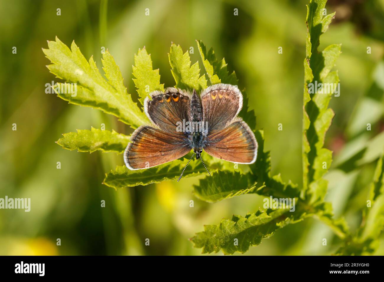Plebejus argus (female) Silver-studded blue butterfly from Germany ...
