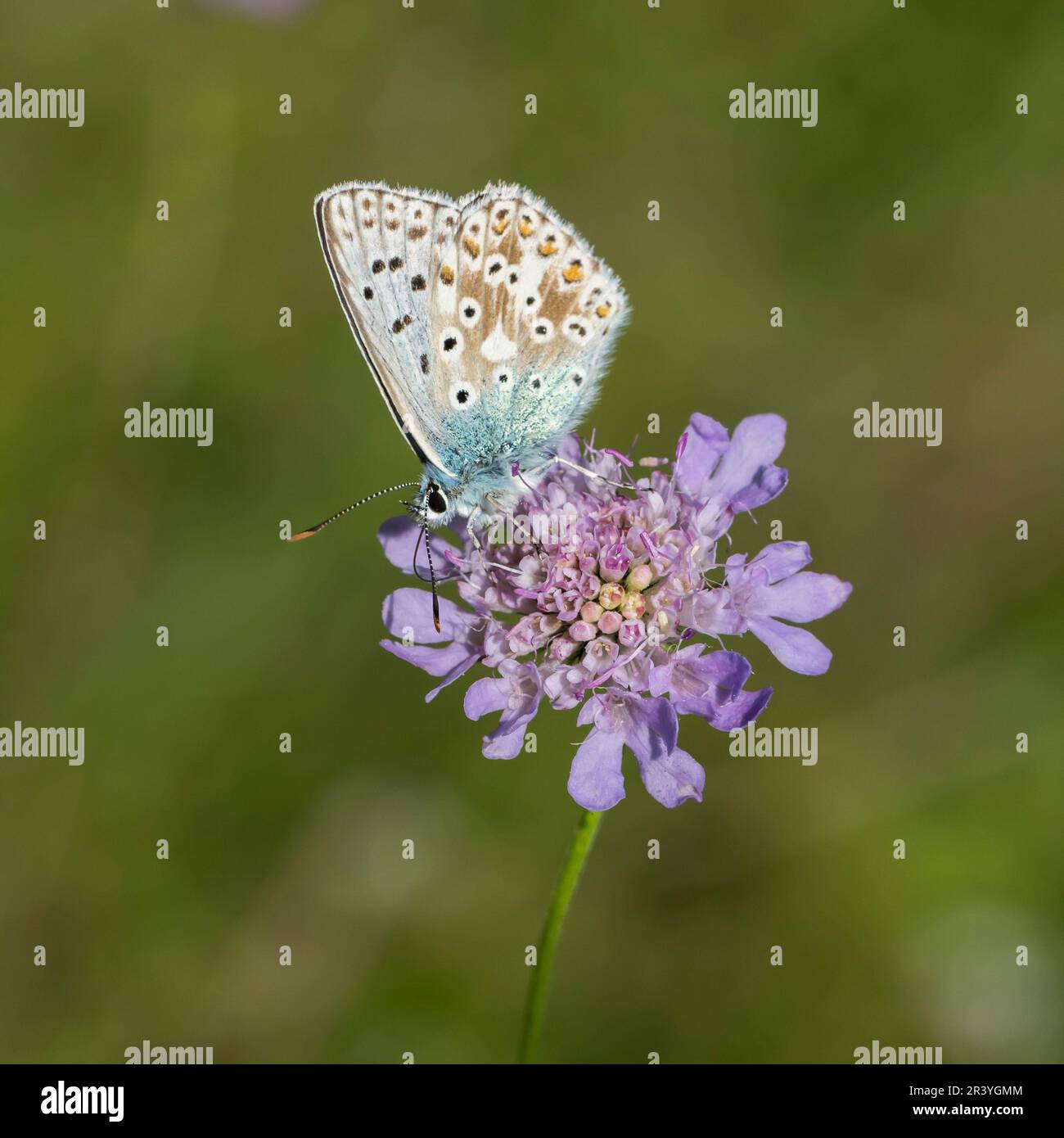 Lysandra coridon, syn. Polyommatus coridon (male), known as Chalkhill ...