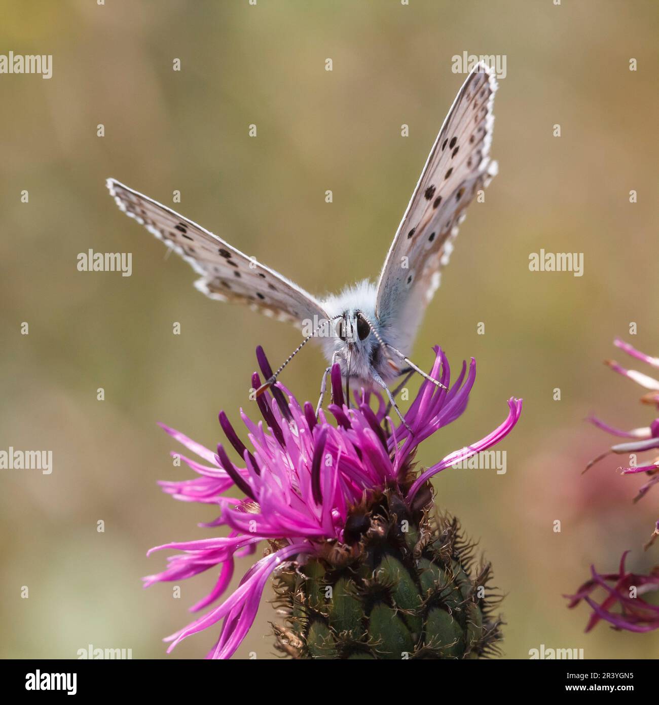Lysandra coridon, Polyommatus coridon, (male butterfly), known as ...