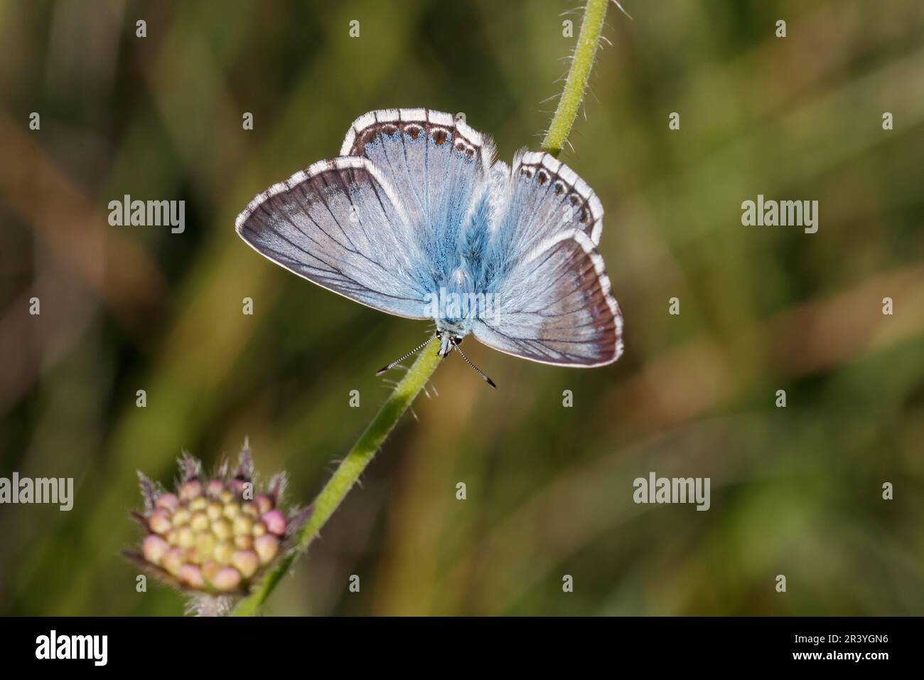 Lysandra coridon, syn. Polyommatus coridon (male), known as Chalkhill ...