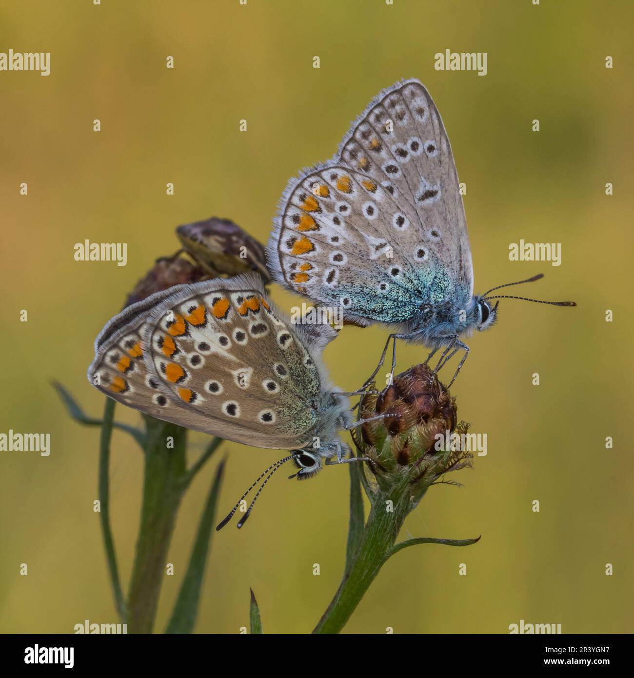 Male female common blue butterfly hi-res stock photography and images ...