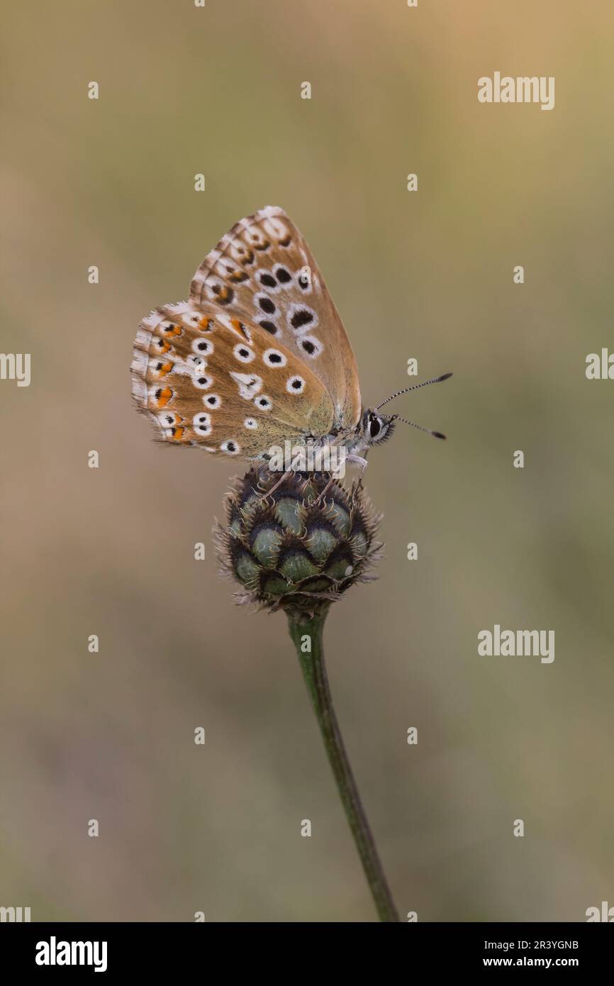 Lysandra coridon, Polyommatus coridon, (female butterfly), known as ...