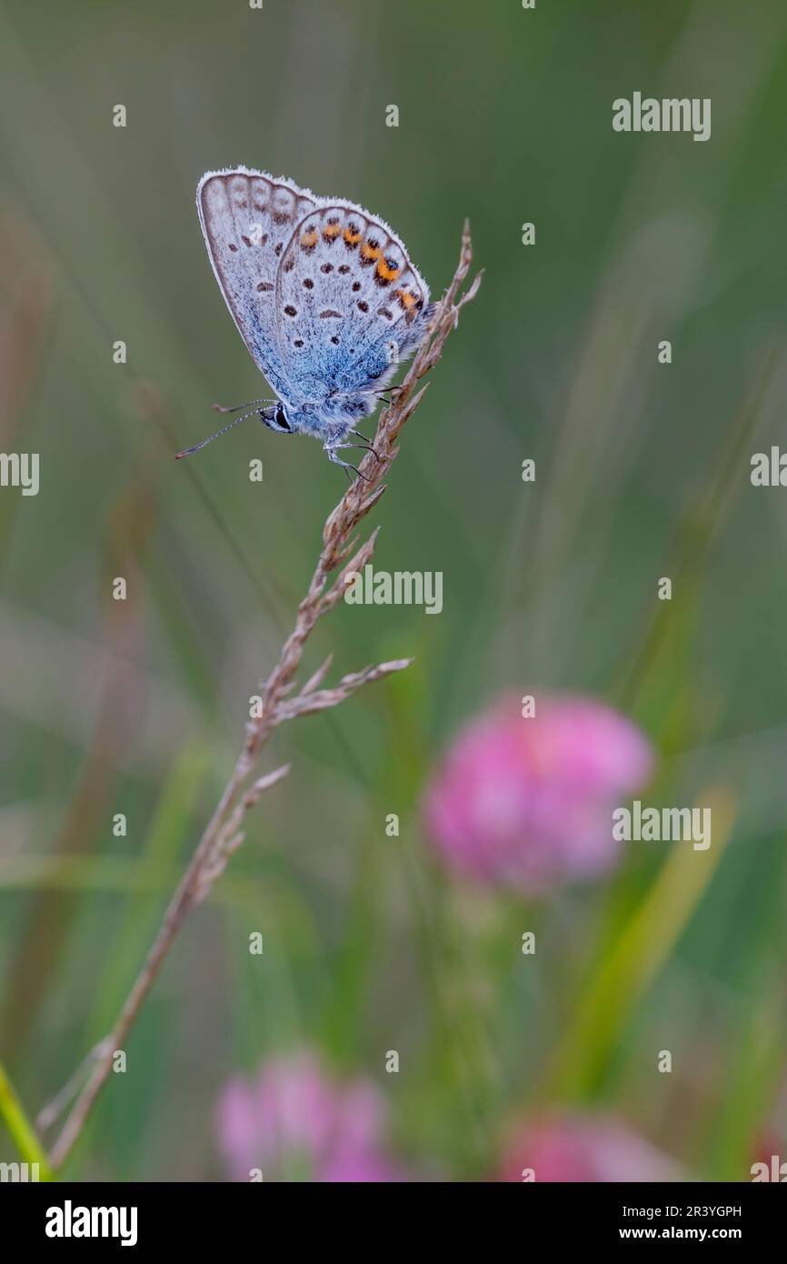 Plebejus argus, known as Silver-studded blue (male butterfly from ...