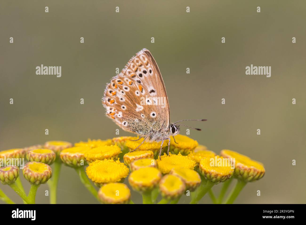 Lysandra coridon, Polyommatus coridon, (female butterfly), known as ...