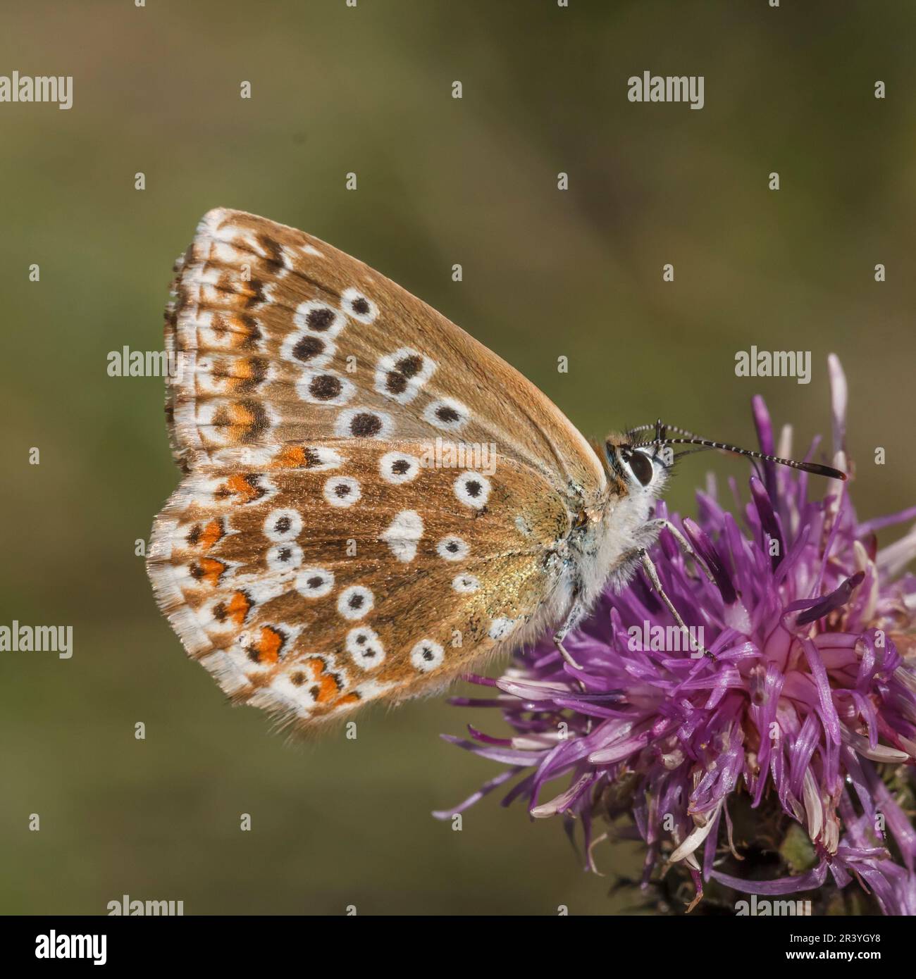 Lysandra coridon, Polyommatus coridon, (female butterfly), known as ...
