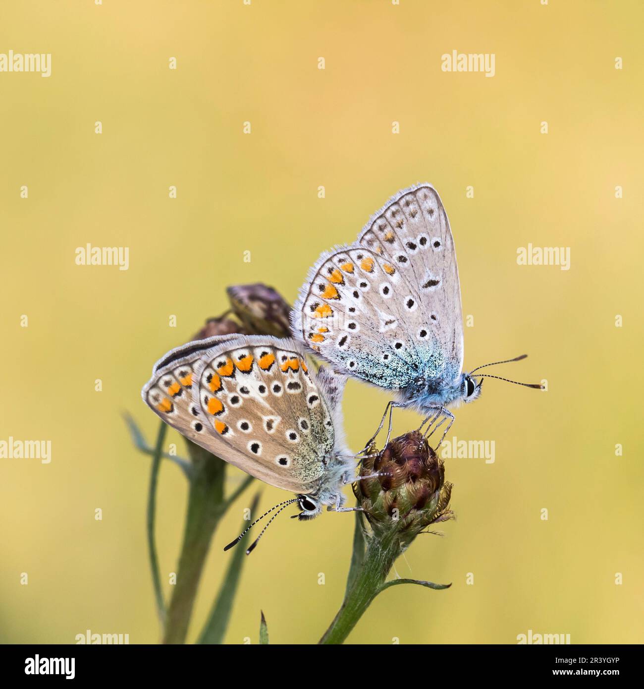 Polyommatus icarus, known as Common blue butterfly, Common blue, copula ...