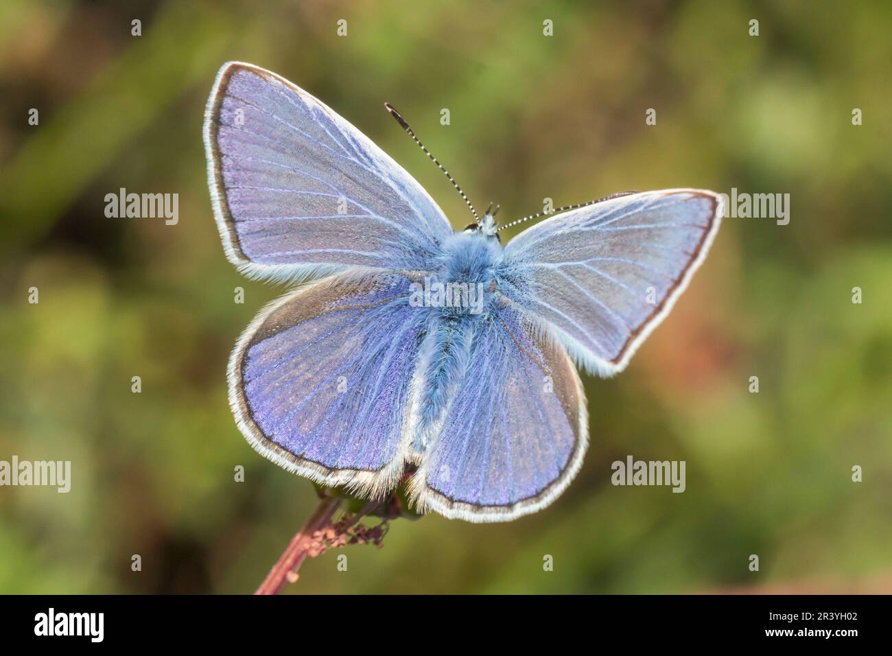 Polyommatus icarus (male butterflies, known as Common blue butterfly ...