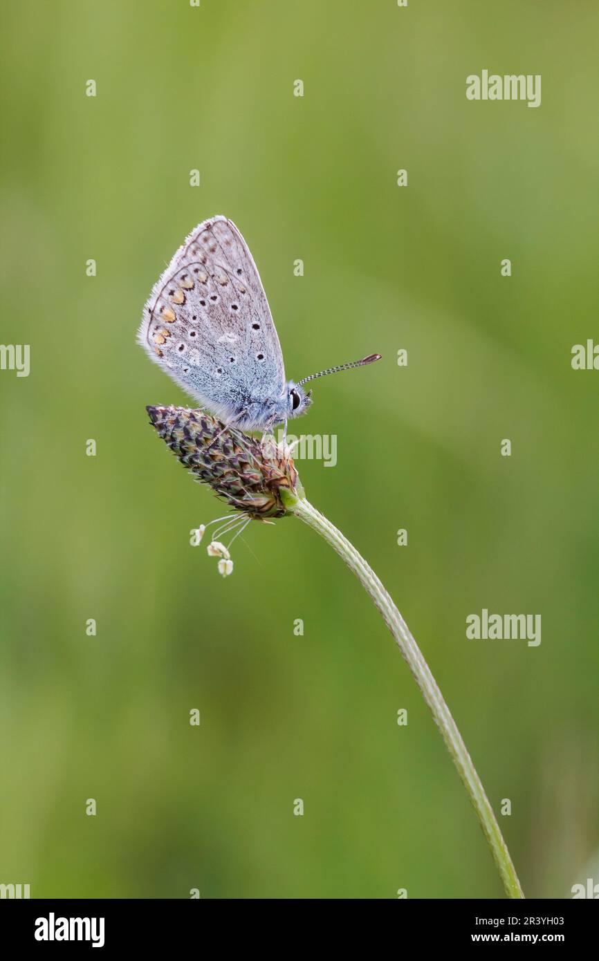 Polyommatus icarus (male butterfly) known as Common blue butterfly ...