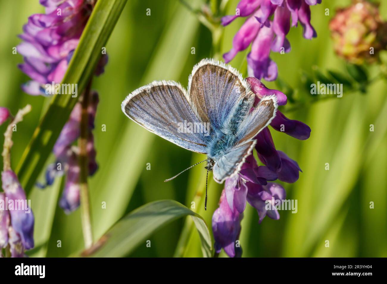 Plebejus argus, known as Silver-studded blue (male butterfly from ...