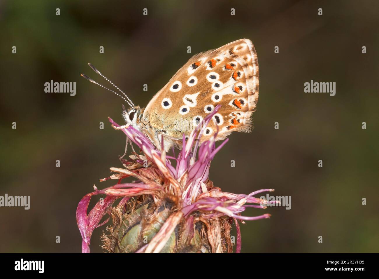 Lysandra coridon, Polyommatus coridon, (female butterfly), known as ...