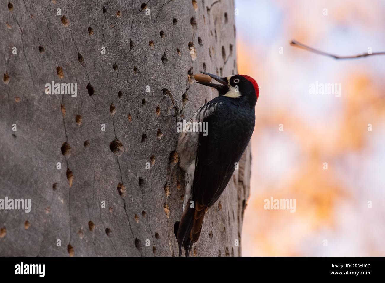Acorn woodpecker storing an acorn in it's stash Stock Photo - Alamy