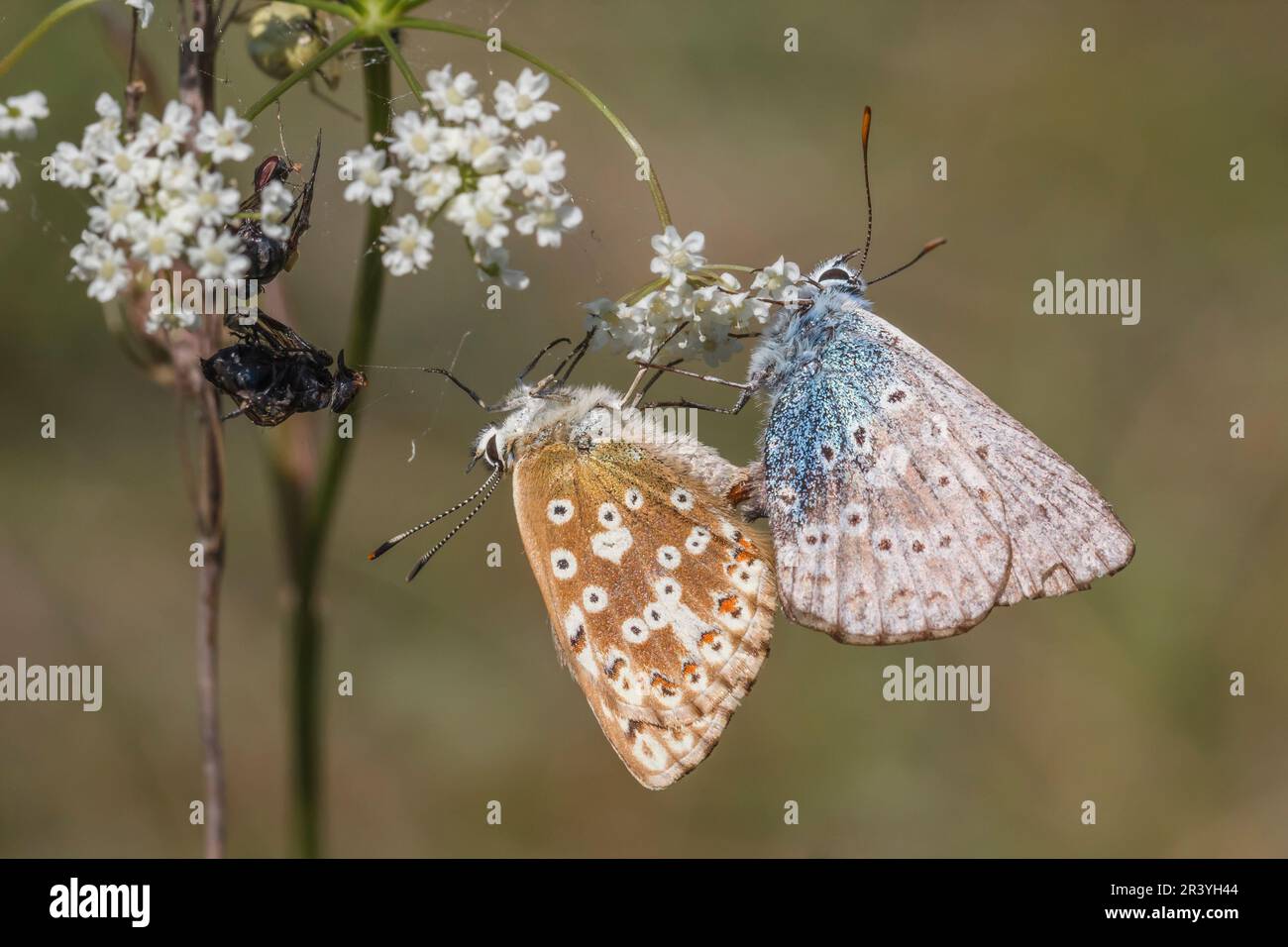 Lysandra coridon, Polyommatus coridon, known as Chalkhill blue ...