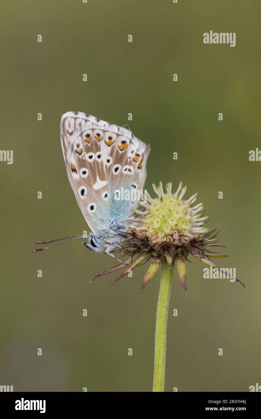 Lysandra coridon, syn. Polyommatus coridon (male), known as Chalkhill ...