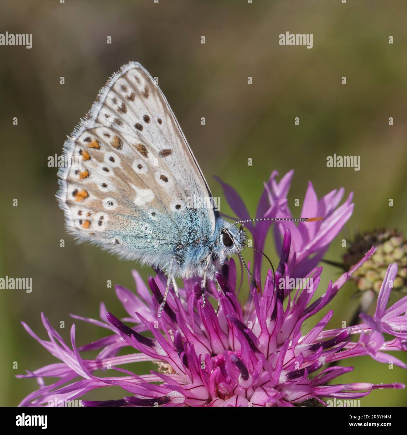 Lysandra coridon, syn. Polyommatus coridon (male), known as Chalkhill ...