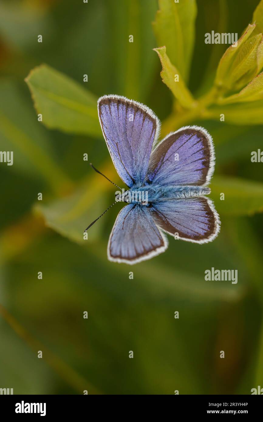 Plebejus argus, known as Silver-studded blue (male butterfly from ...