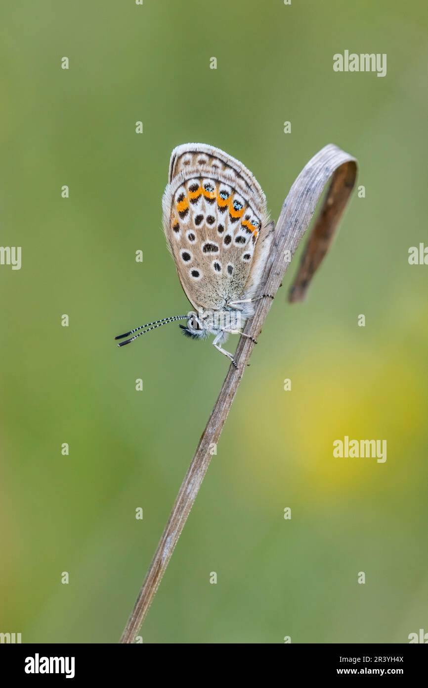 Plebejus argus (female) Silver-studded blue butterfly Stock Photo - Alamy