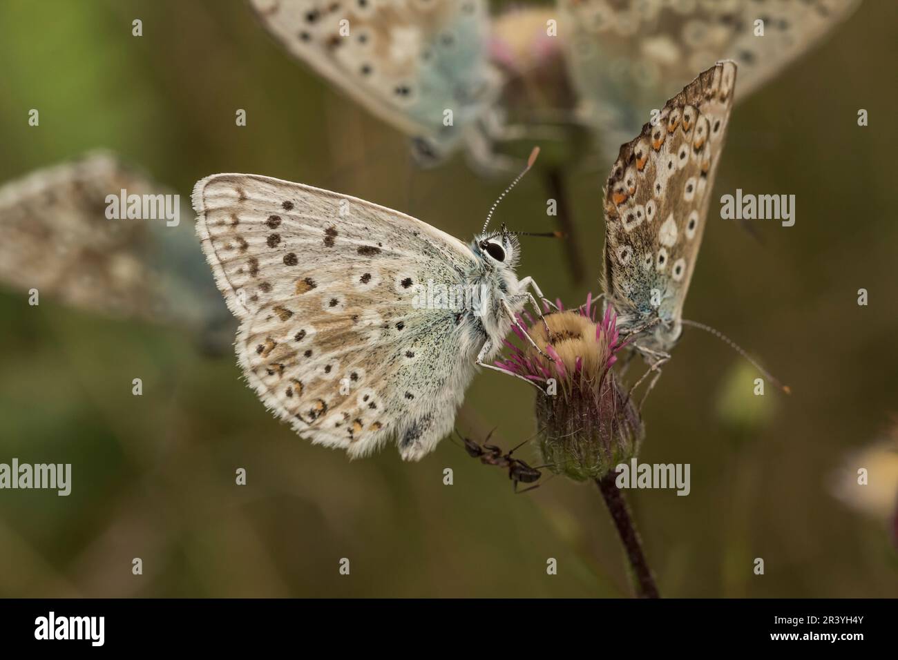 Lysandra coridon, syn. Polyommatus coridon (male), known as Chalkhill ...