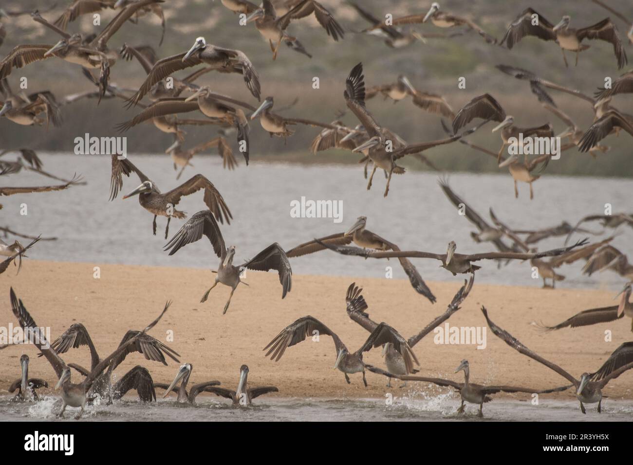 Large flock of pelicans flying on beach Stock Photo - Alamy