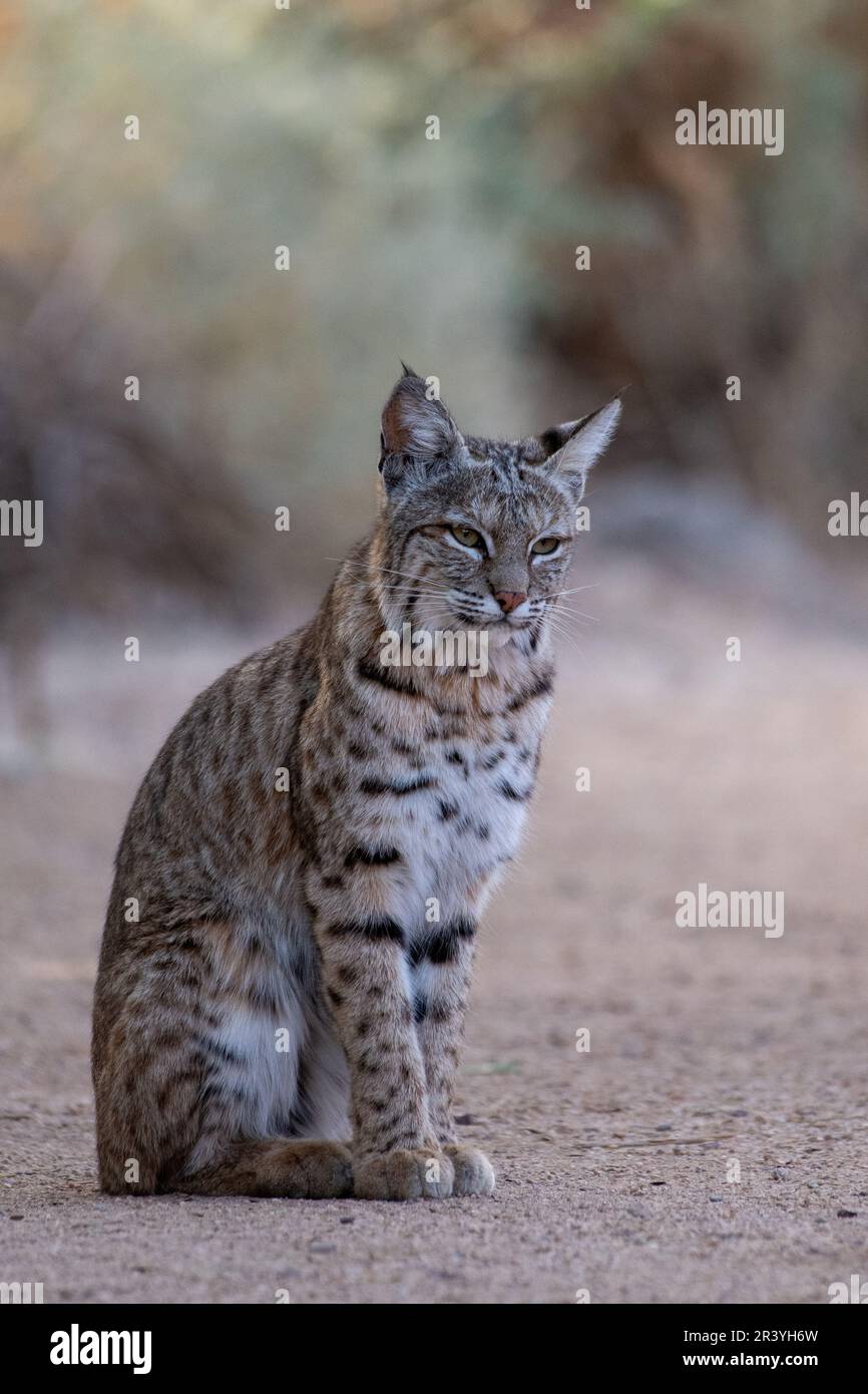 Bobcat sitting in a desert Stock Photo - Alamy