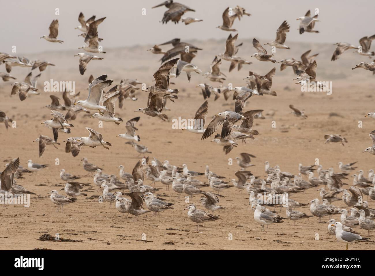 Large group of gulls flying on beach Stock Photo - Alamy