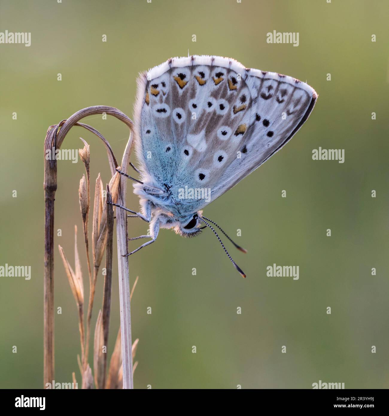 Lysandra coridon, Polyommatus coridon, (male butterfly), known as ...
