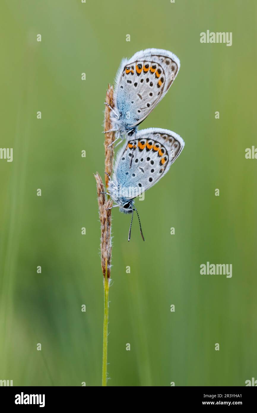 Plebejus argus Silver-studded blue butterfly, two male butterflies ...