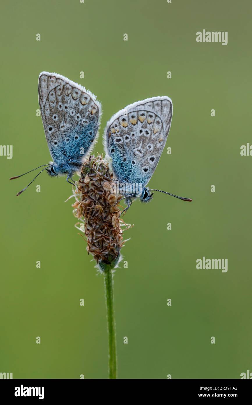 Polyommatus icarus (male butterflies, known as Common blue butterfly ...