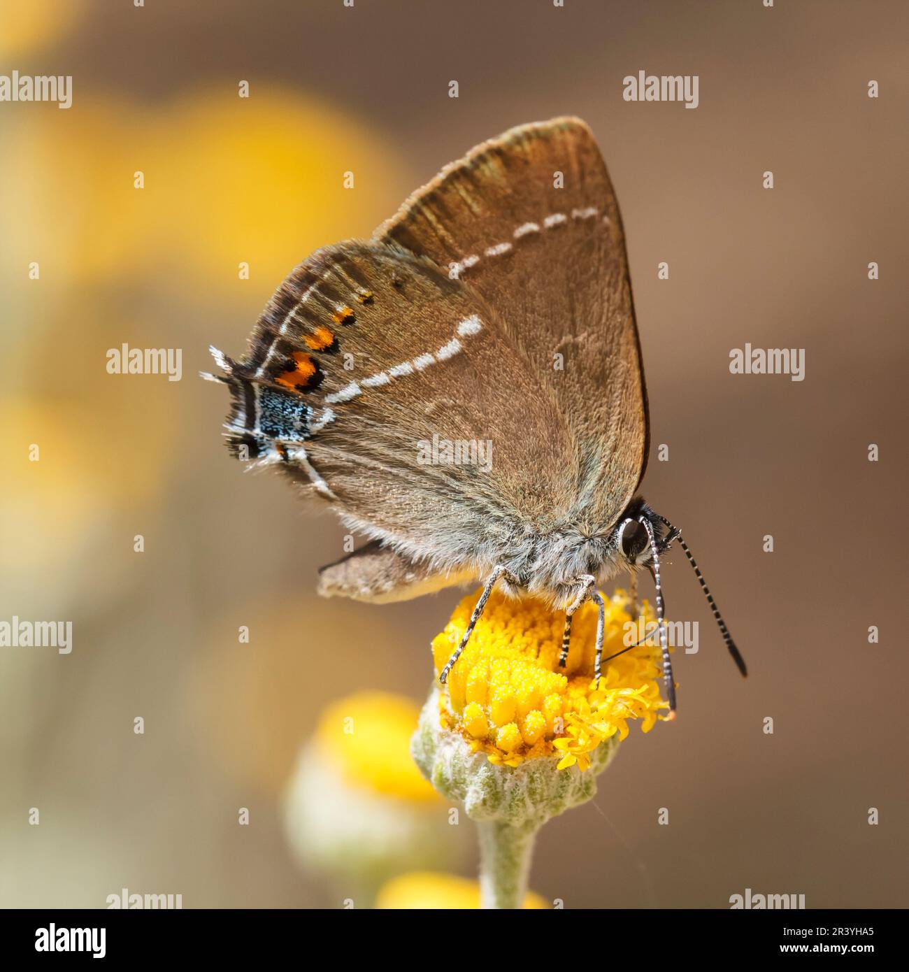Satyrium spini, known as the Blue spot hairstreak, Blue-spot, Blue-spot ...
