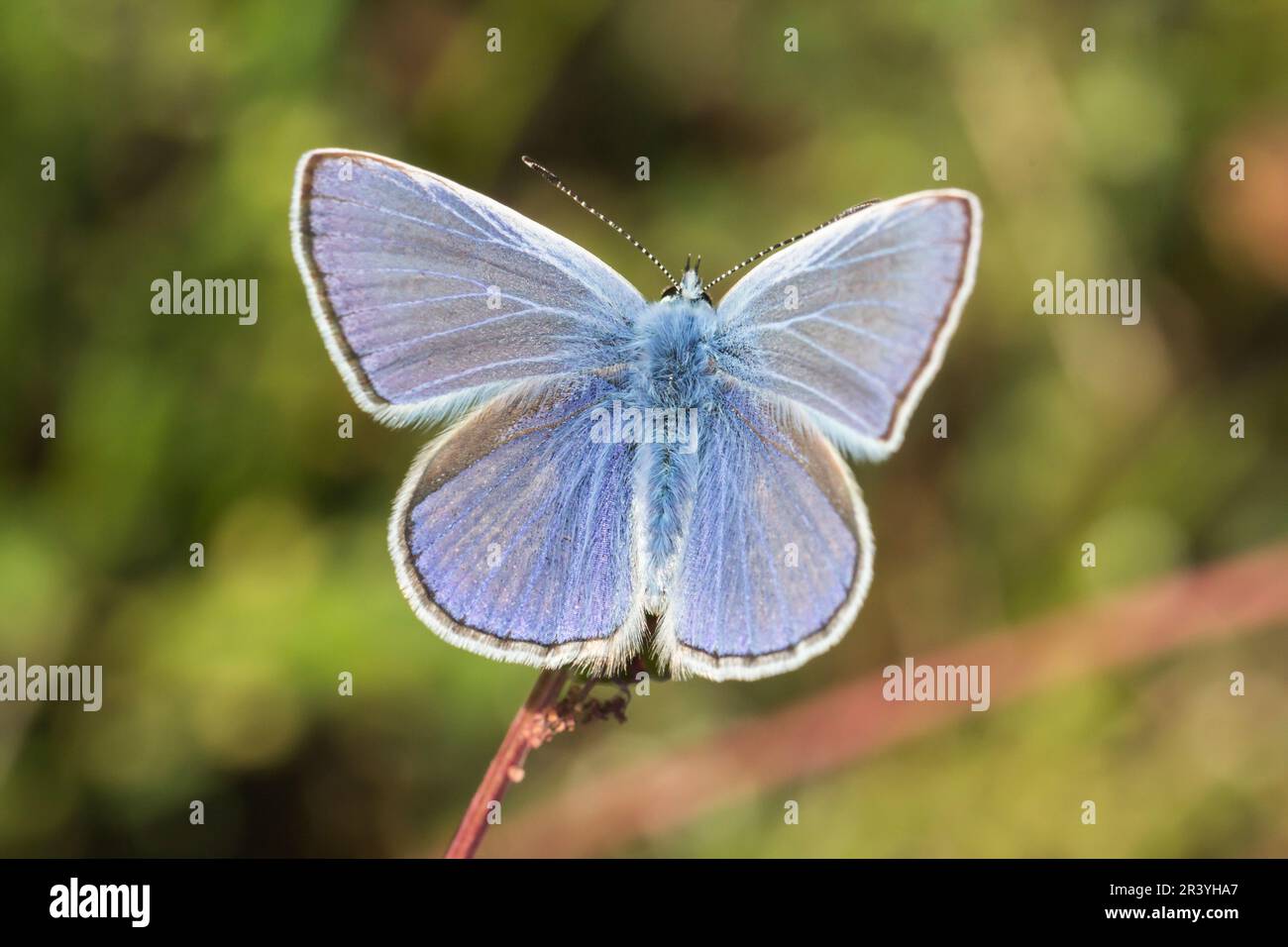 Polyommatus icarus (male butterfly) known as Common blue butterfly ...
