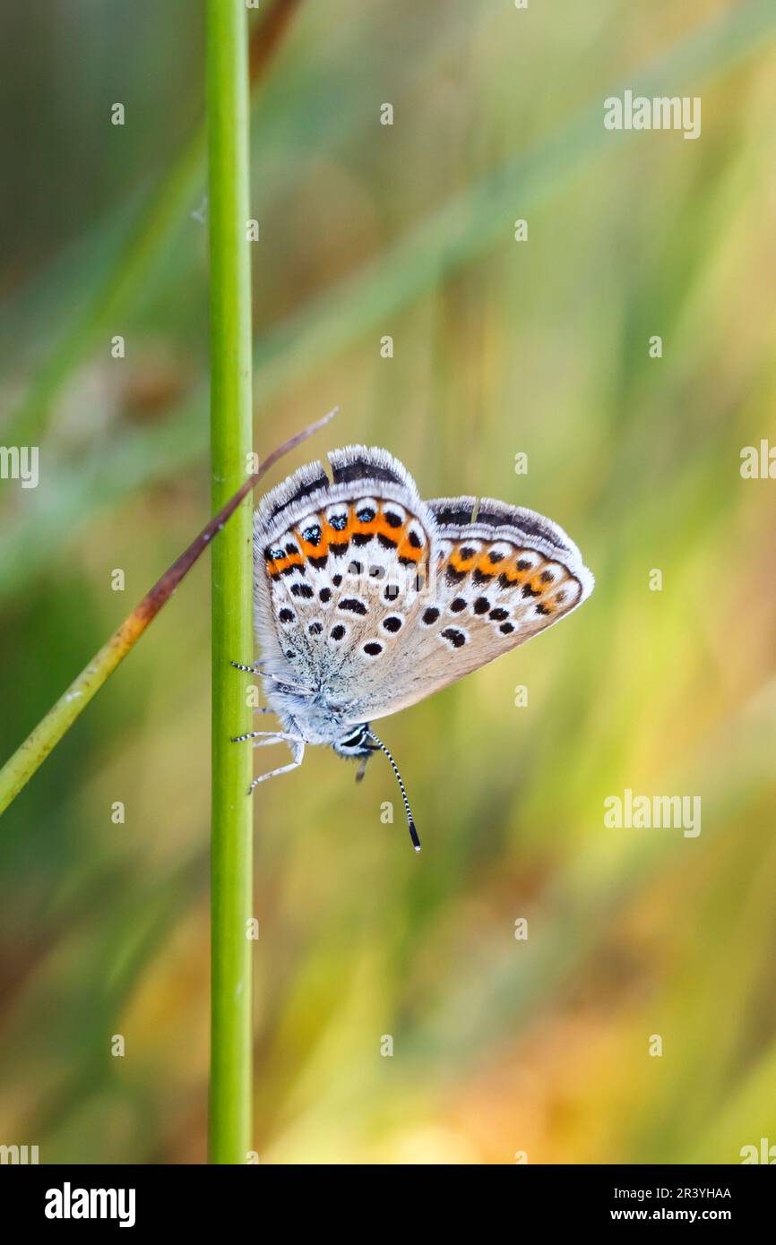 Plebejus argus, known as Silver-studded blue (male butterfly from ...