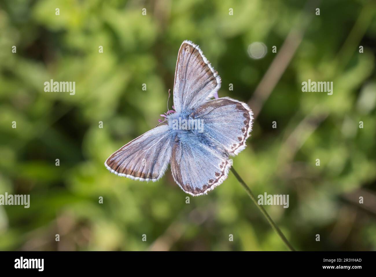 Lysandra coridon, syn. Polyommatus coridon (male), known as Chalkhill ...