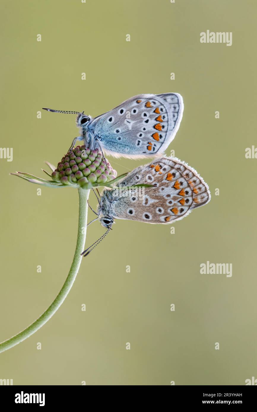 Polyommatus icarus, known as the Common blue butterfly, Common blue ...