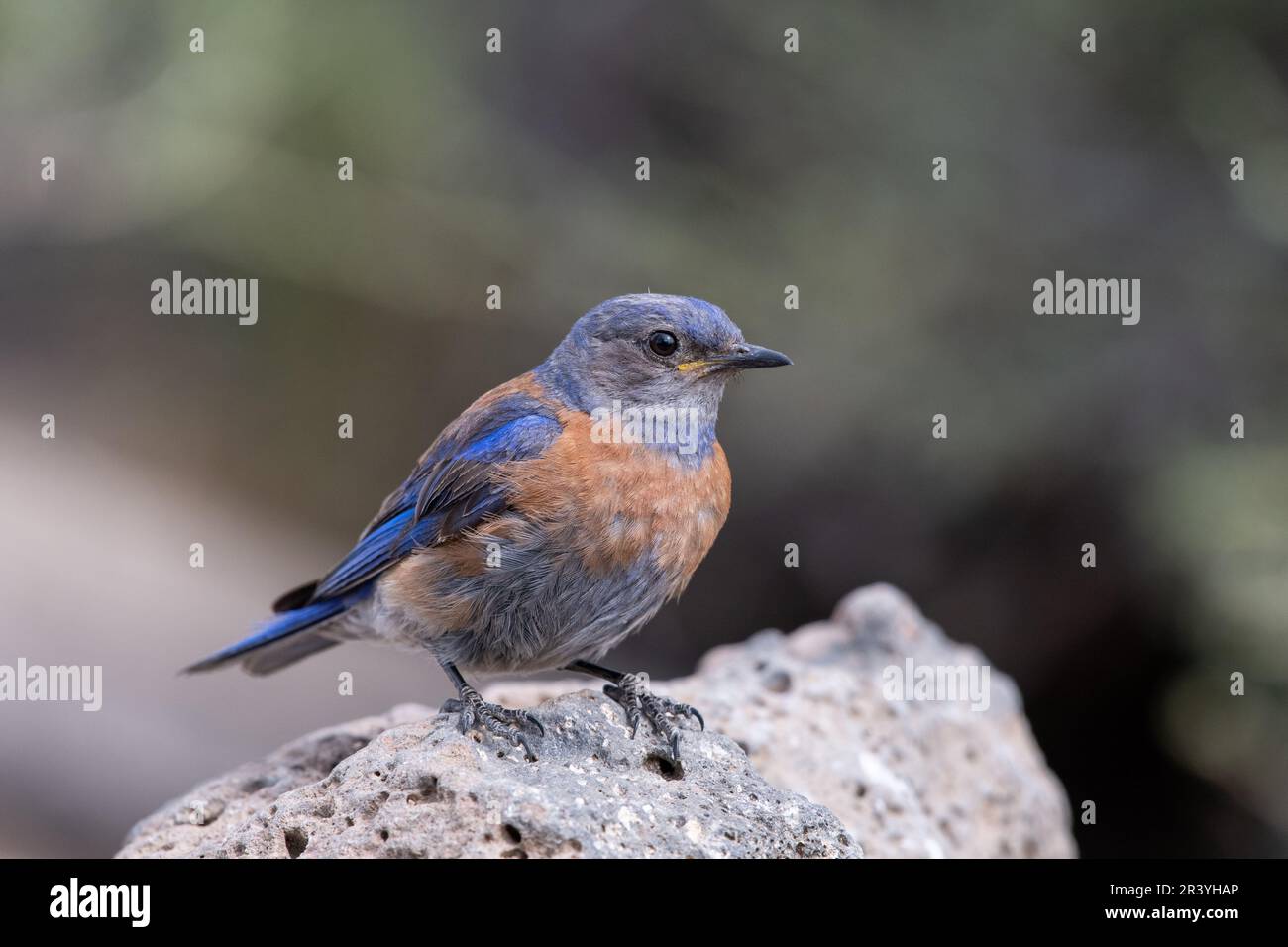 Western bluebird on a rock Stock Photo - Alamy