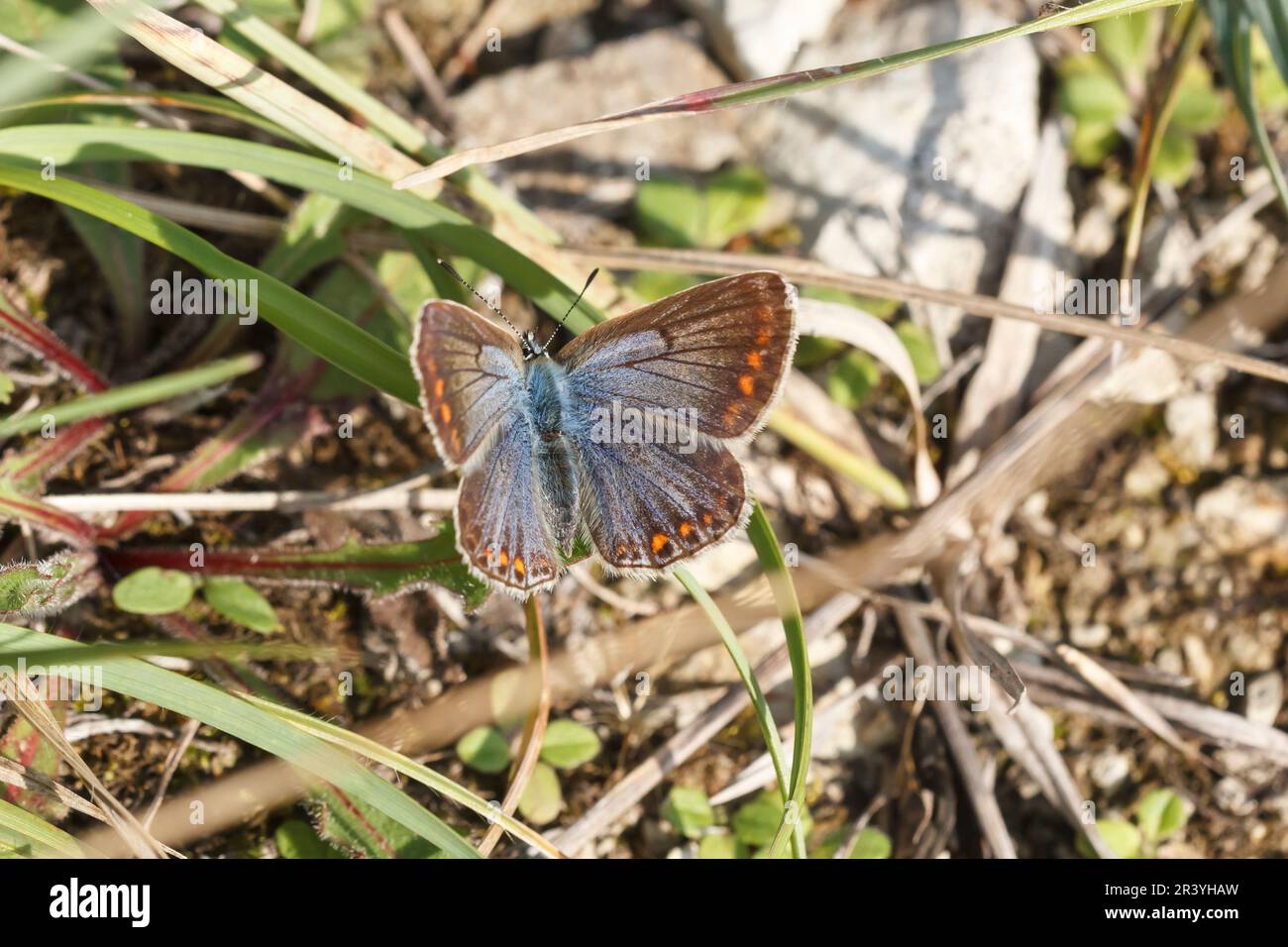 Polyommatus icarus (blue female butterfly), Common Blue butterfly ...