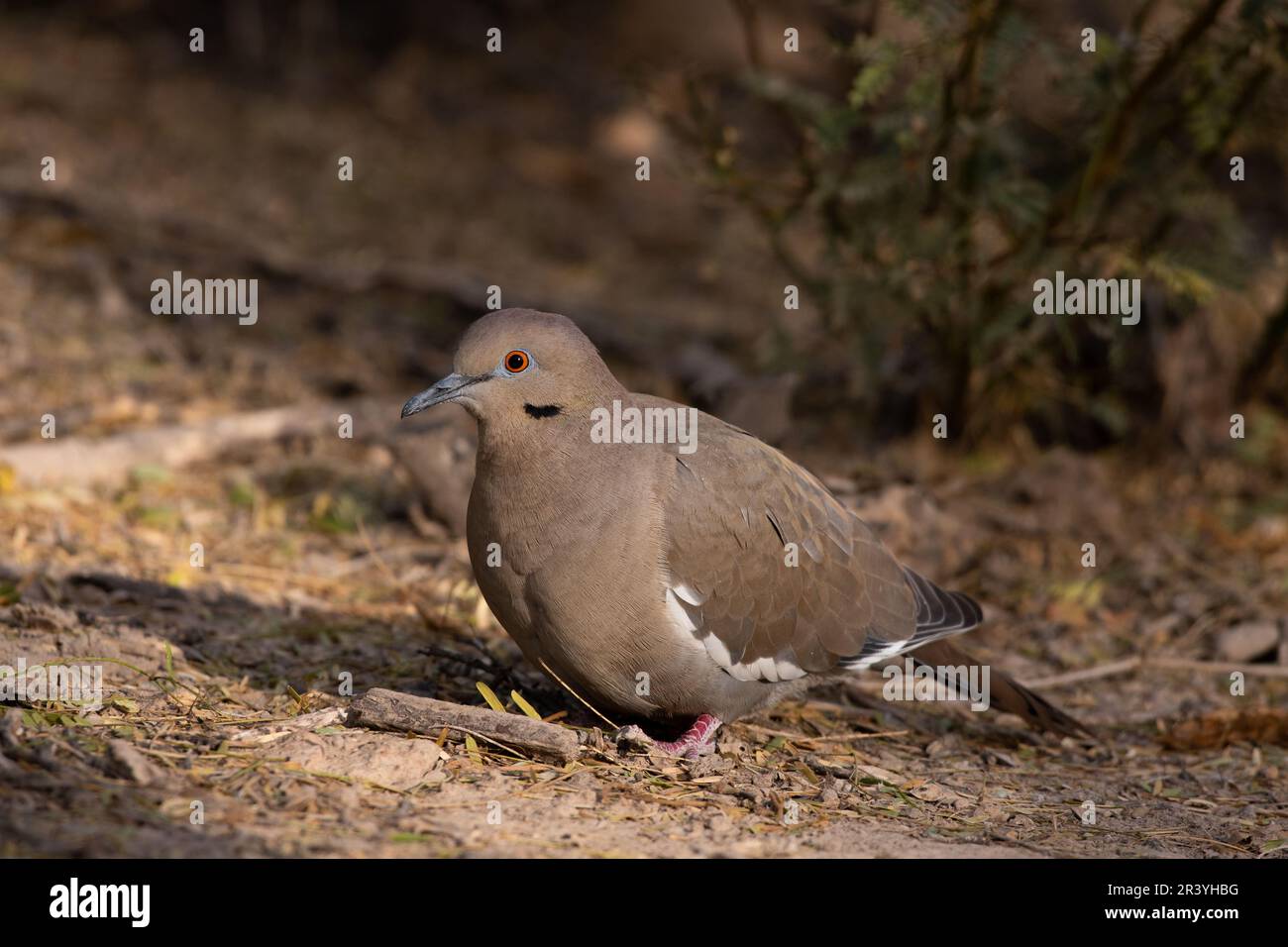 Female White Winged Dove
